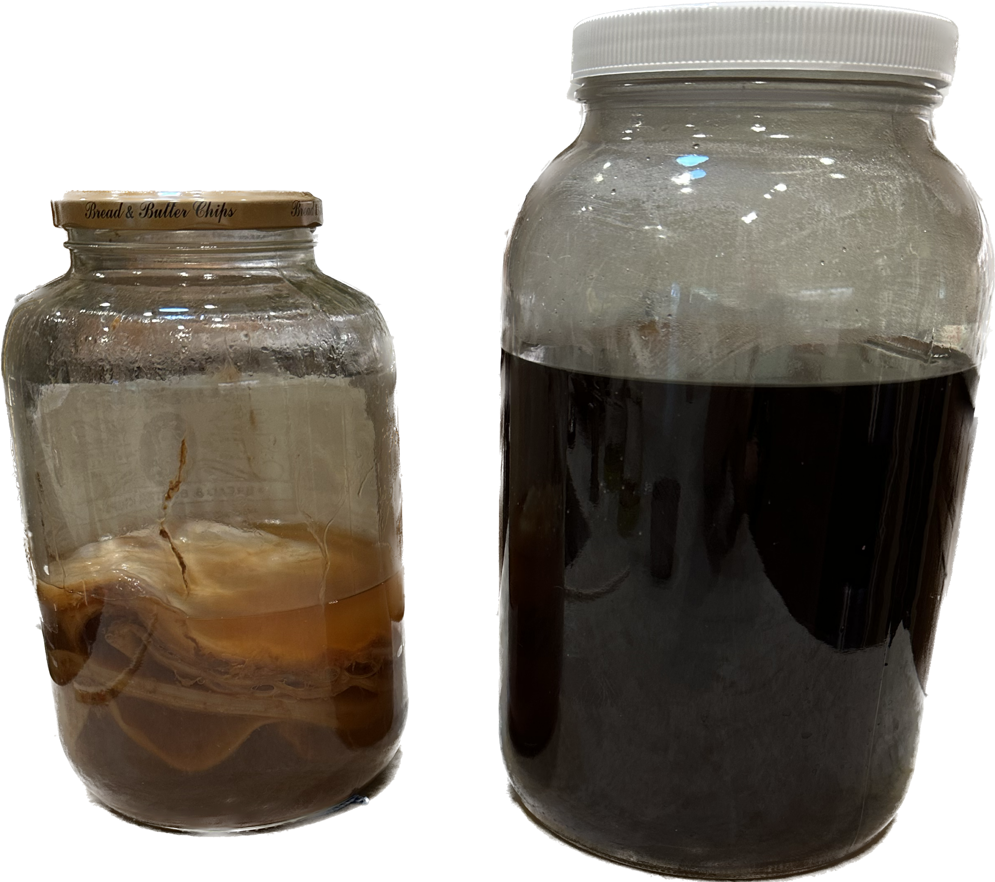 Lower Sugar Kombucha with Quicker Ferment Time! - God Sprouts The Seeds